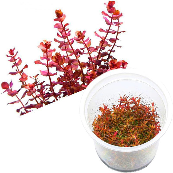 ADA Rotala macrandra sp. Mini – horizon aquatics