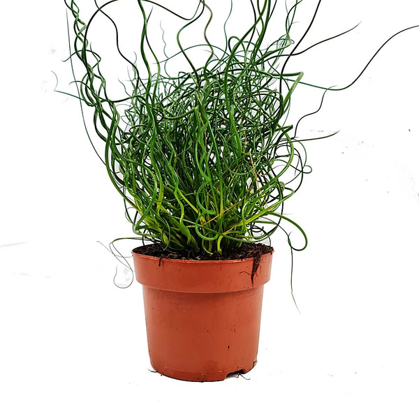 Juncus effusus Spiralis Grass – horizon aquatics