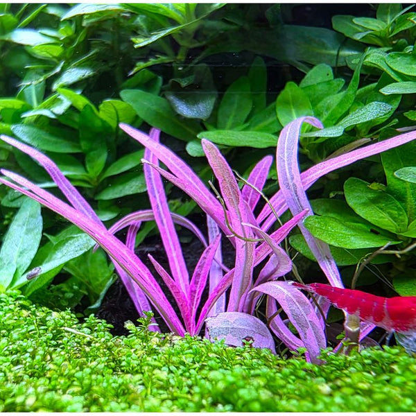 ADA Hygrophila lancea chai 'Narrow leaf' – horizon aquatics