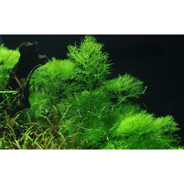 Tropica 1-2 grow Limnophila aquatica – horizon aquatics