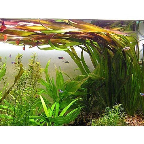 Vallisneria gigantea rubra (red giant vallis) – horizon aquatics