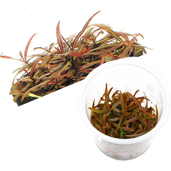 ADA Hygrophila lancea 'Araguaia sharp leaf' – horizon aquatics
