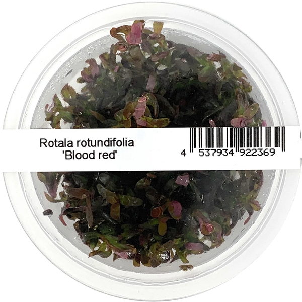 ADA Rotala rotundifolia (Blood red) – horizon aquatics