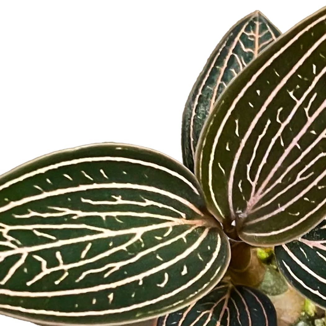 Anoectochilus roxburghii - Jewel Orchid – horizon aquatics
