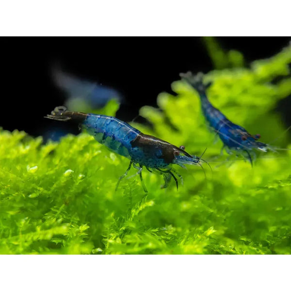 Blue Rili shrimp – horizon aquatics