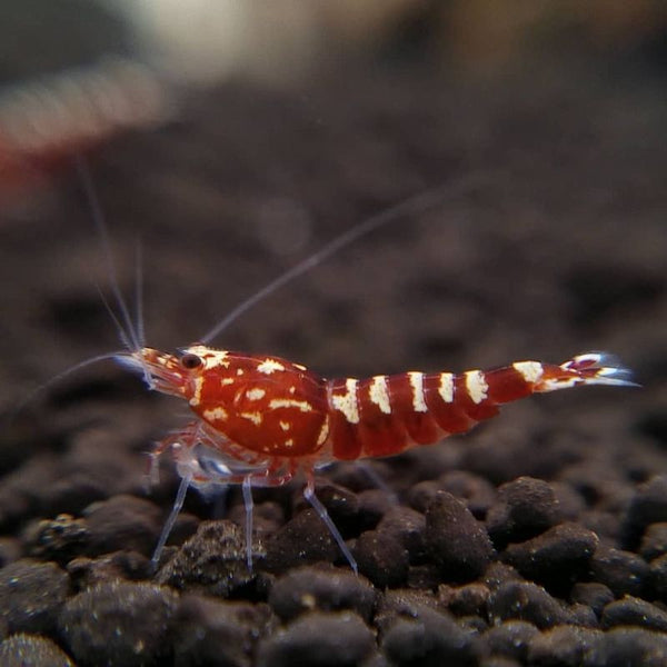 Red Galaxy Shrimp – horizon aquatics