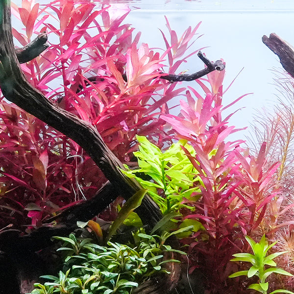 Rotala Blood Red