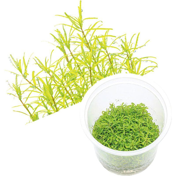 ADA Rotala rotundifolia 'Wayanad' – horizon aquatics