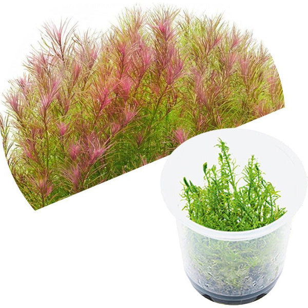 ADA Rotala wallichii 'Long Leaf' – horizon aquatics