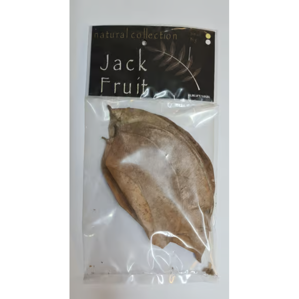 Jack Fruit Leaves small by Natural Collection – horizon aquatics