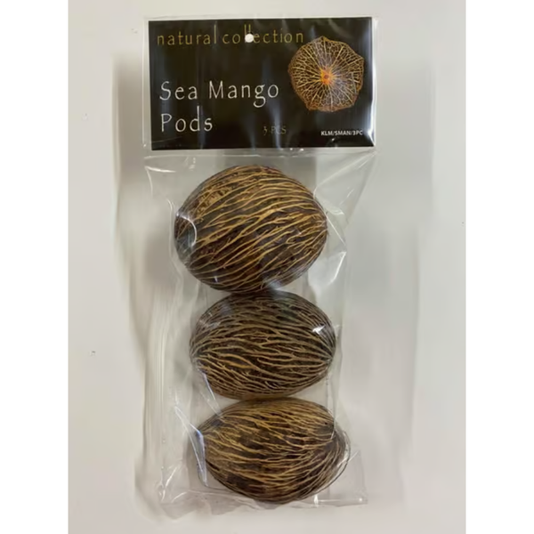 Sea Mango Pods by Natural Collection – horizon aquatics