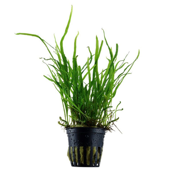 Microsorum Trident Fern – horizon aquatics