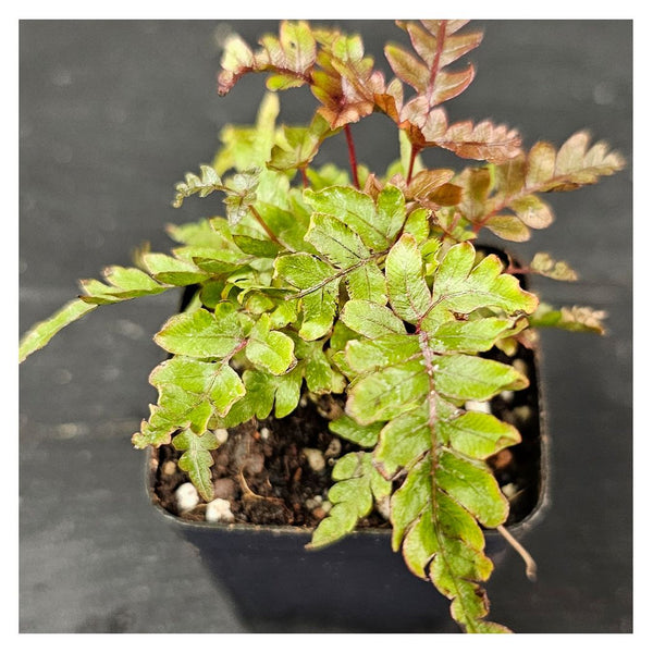 Painted Brake Fern - Pteris Tricolor – horizon aquatics