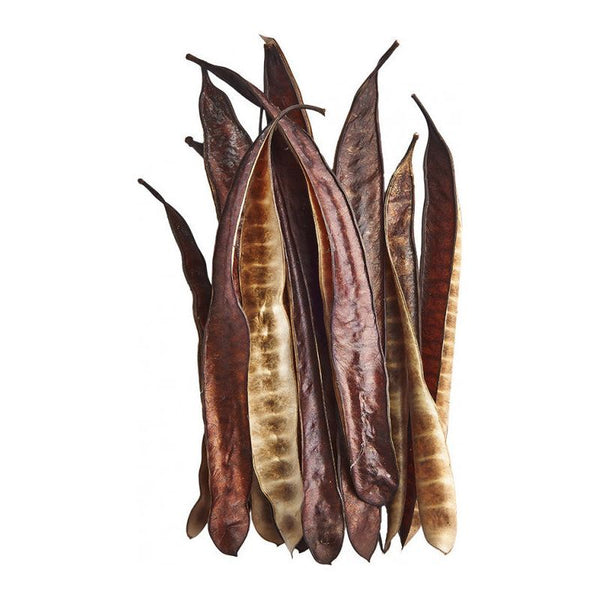 Ipil Tree Pods by Natural Collection – horizon aquatics