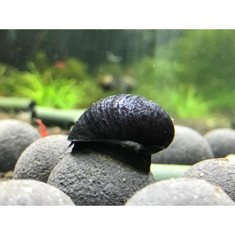 Military Helmet Snail (Neritina pulligera) – horizon aquatics