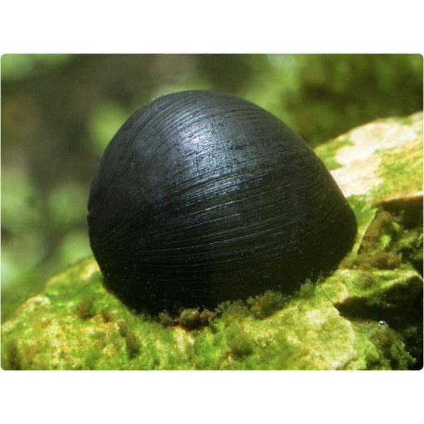 Military Helmet Snail (Neritina pulligera) – horizon aquatics